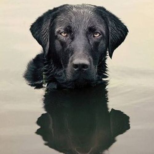 labrador.retriever.owners Influencer Profile | SubmitHub